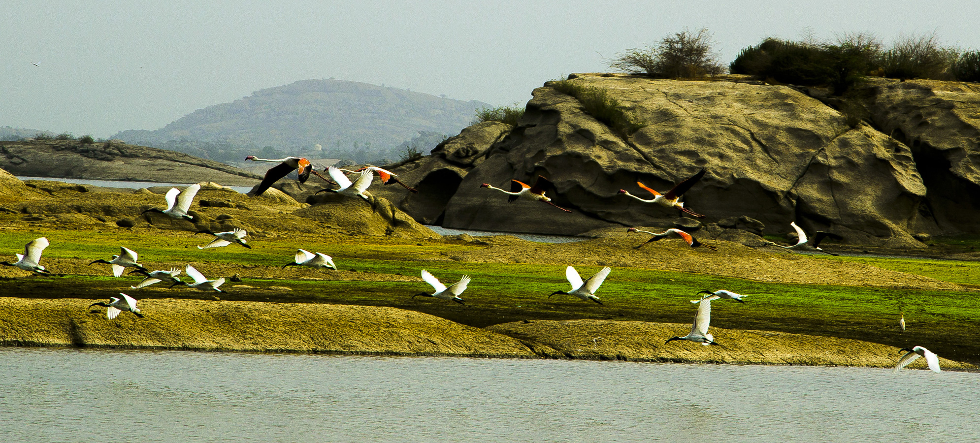Migratory Birds - Jawai Darpan Safari